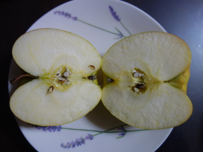 名月の種まき | 私の趣味